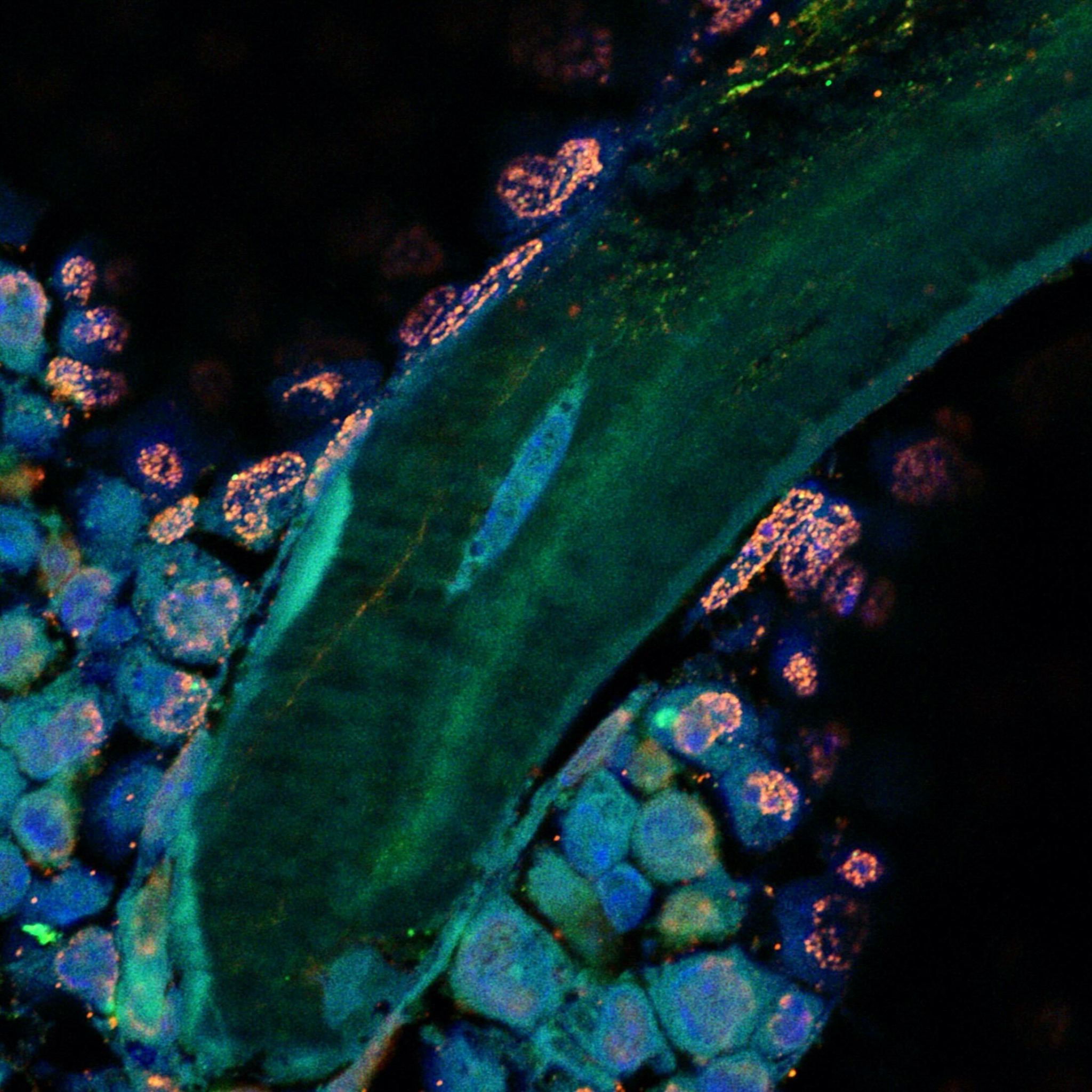 Albrecht Laboratory – Tackling biology from a chemical point of view.