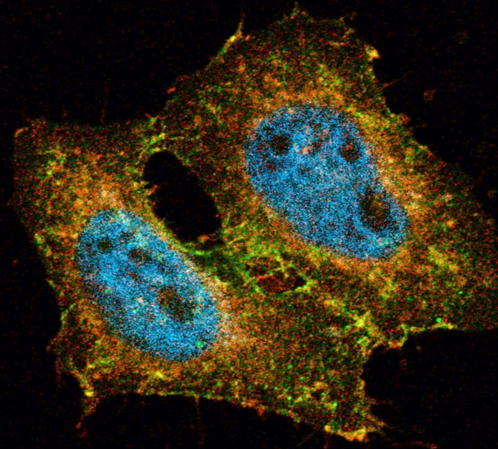 The Research – Albrecht Laboratory